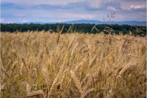 61 Best Agriculture Quotes to Remind Us of the Importance of It - getchip