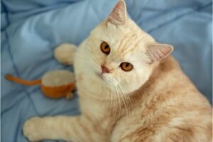 167 Best Cat Captions for Instagram to Show Off Your Cute Kitty - getchip